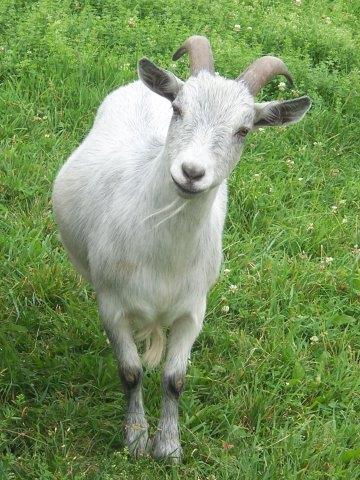 Stand Up for Farmed Animals 10/2 – Animal Rights Rochester