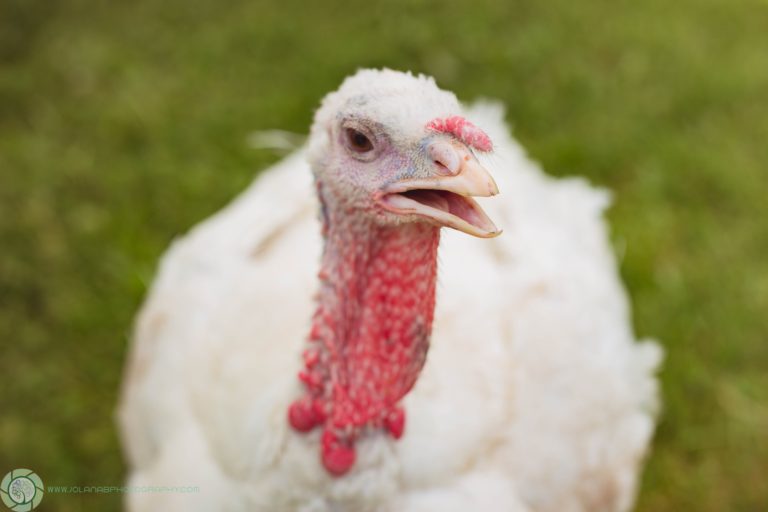 Potluck for Abby – Animal Rights Rochester