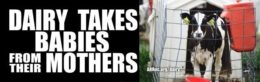 Dairy Bumper Stickers – Animal Rights Rochester